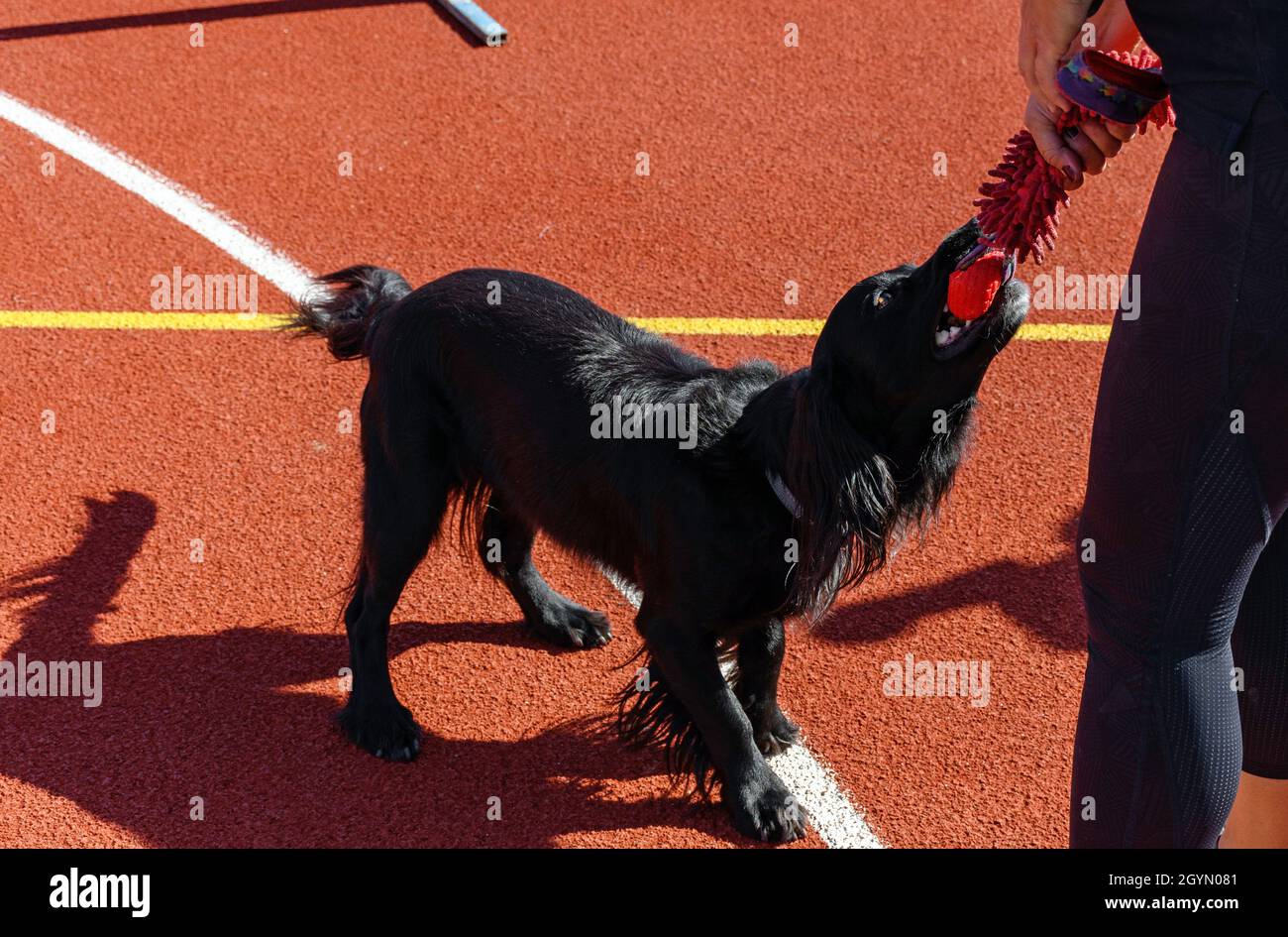 Black dog with trainer on agility course Stock Photo - Alamy