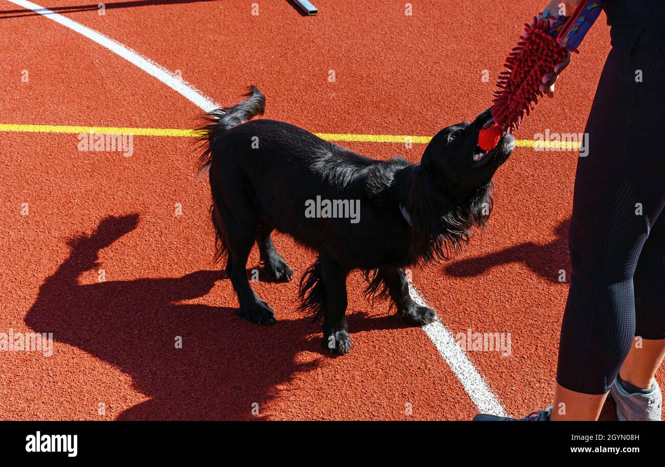 Black dog with trainer on agility course Stock Photo - Alamy