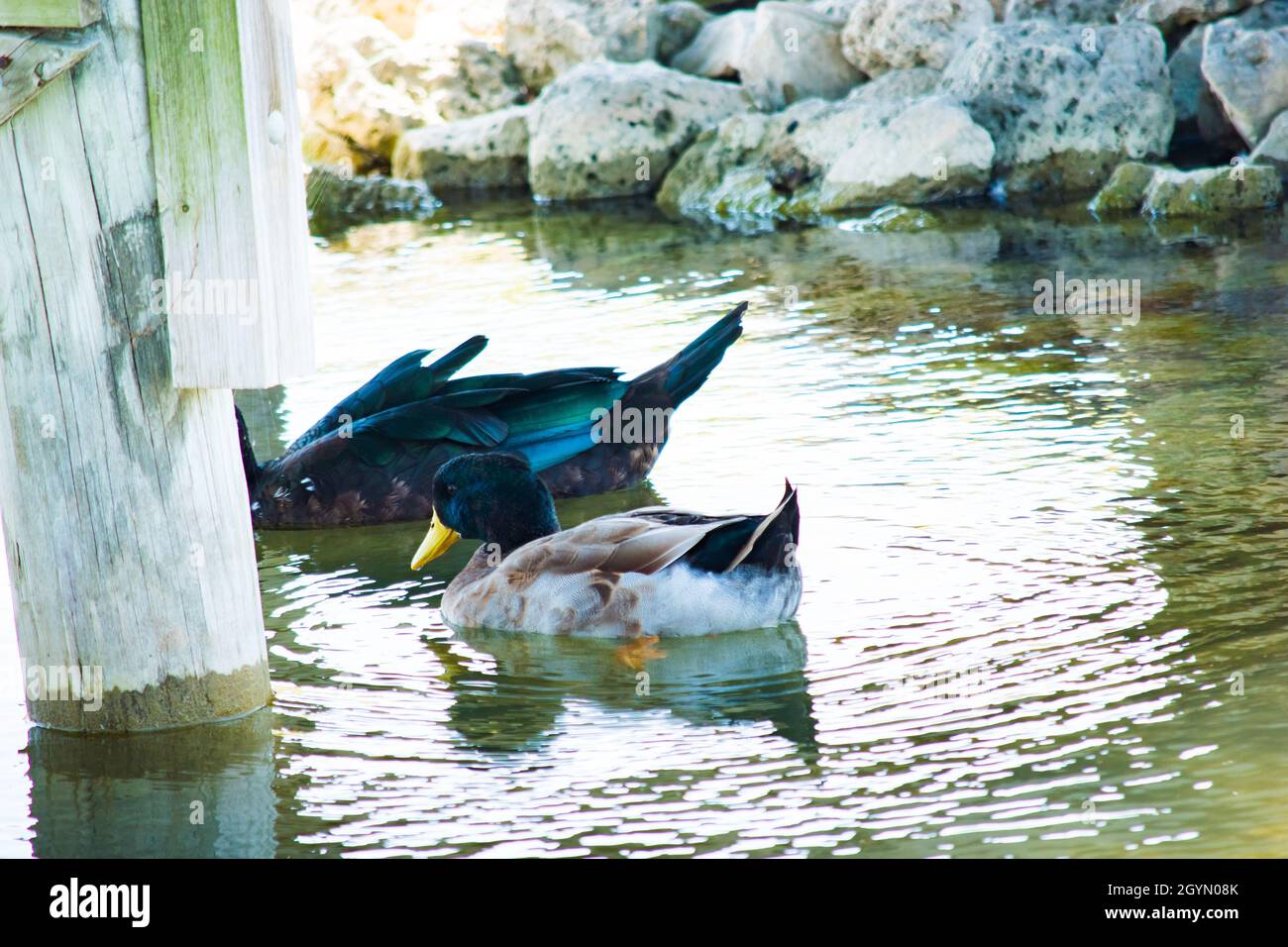 Duck tails hi-res stock photography and images - Alamy