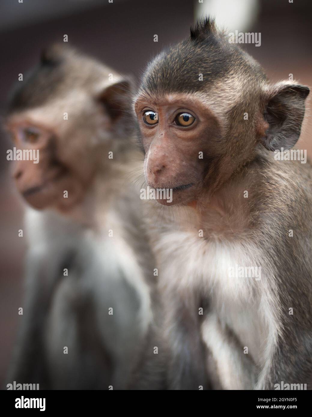 Closeup of an Indian macaque with its reflection in the background ...