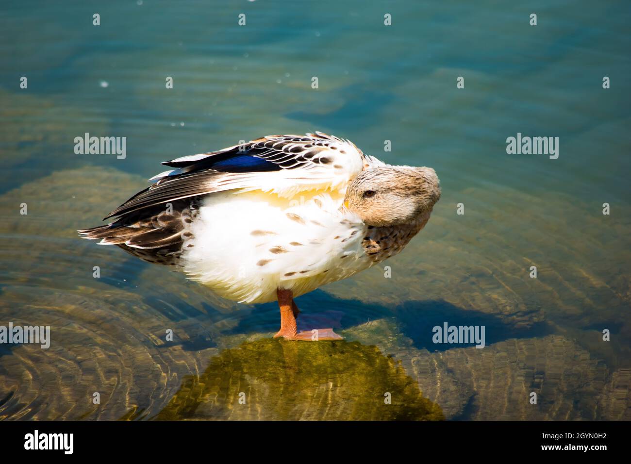 Duck itch hi-res stock photography and images - Alamy