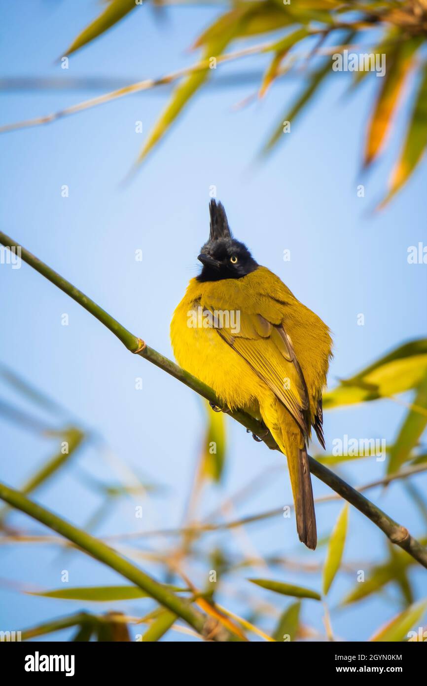 Black-crested Bulbul, Rubigula flaviventris, Uttarakhand, India Stock ...