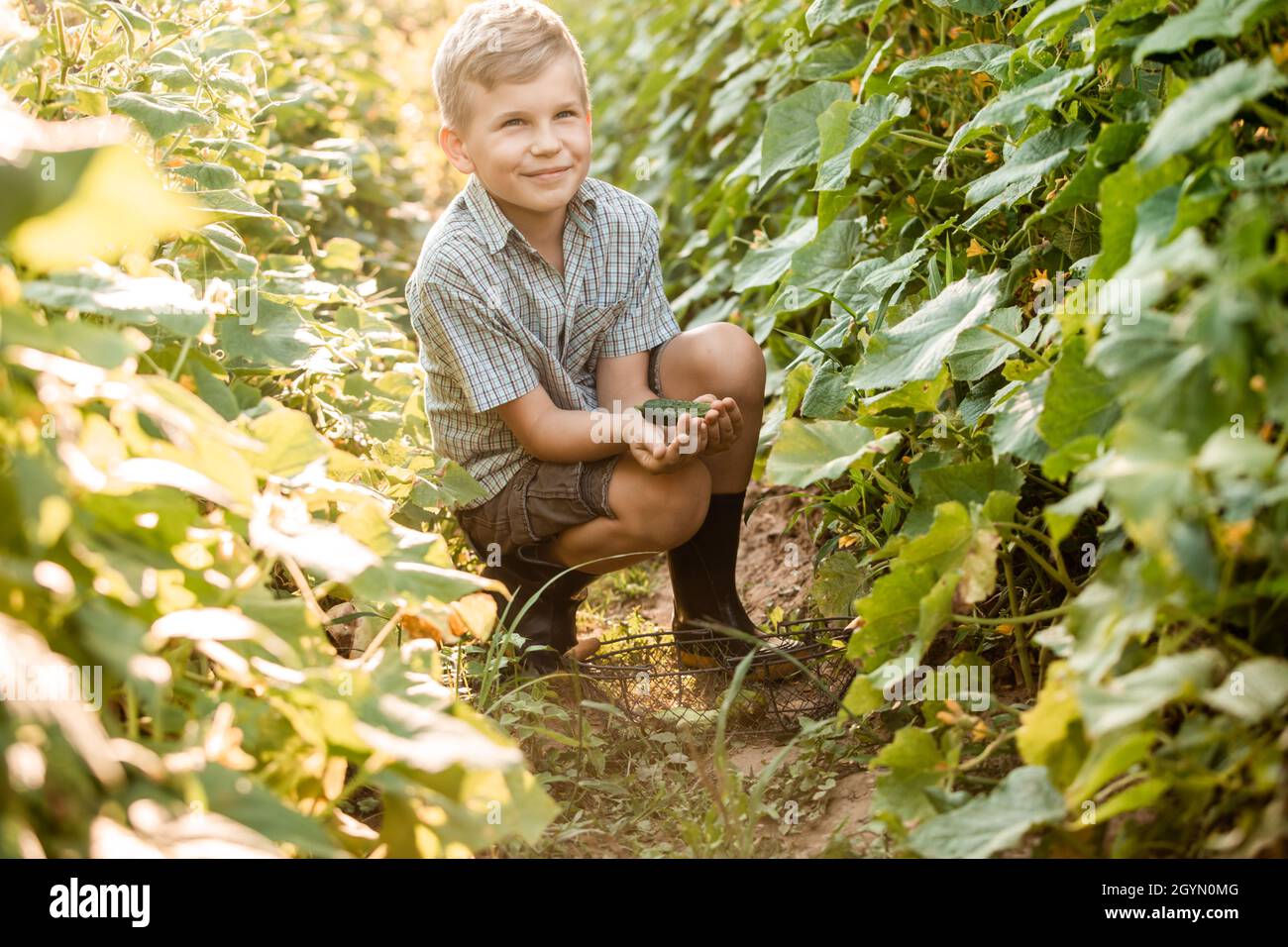 The little boy stands with a basket in the garden bed Stock Photo - Alamy