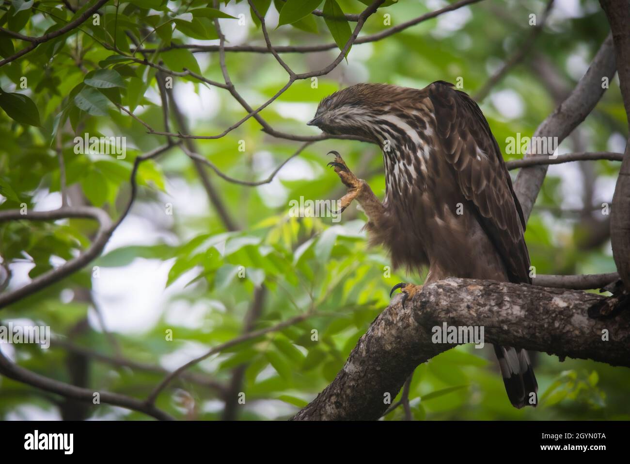 Crested Hawk Eagle, Nisaetus cirrhatus, Bandhavgarh Tiger Reserve ...