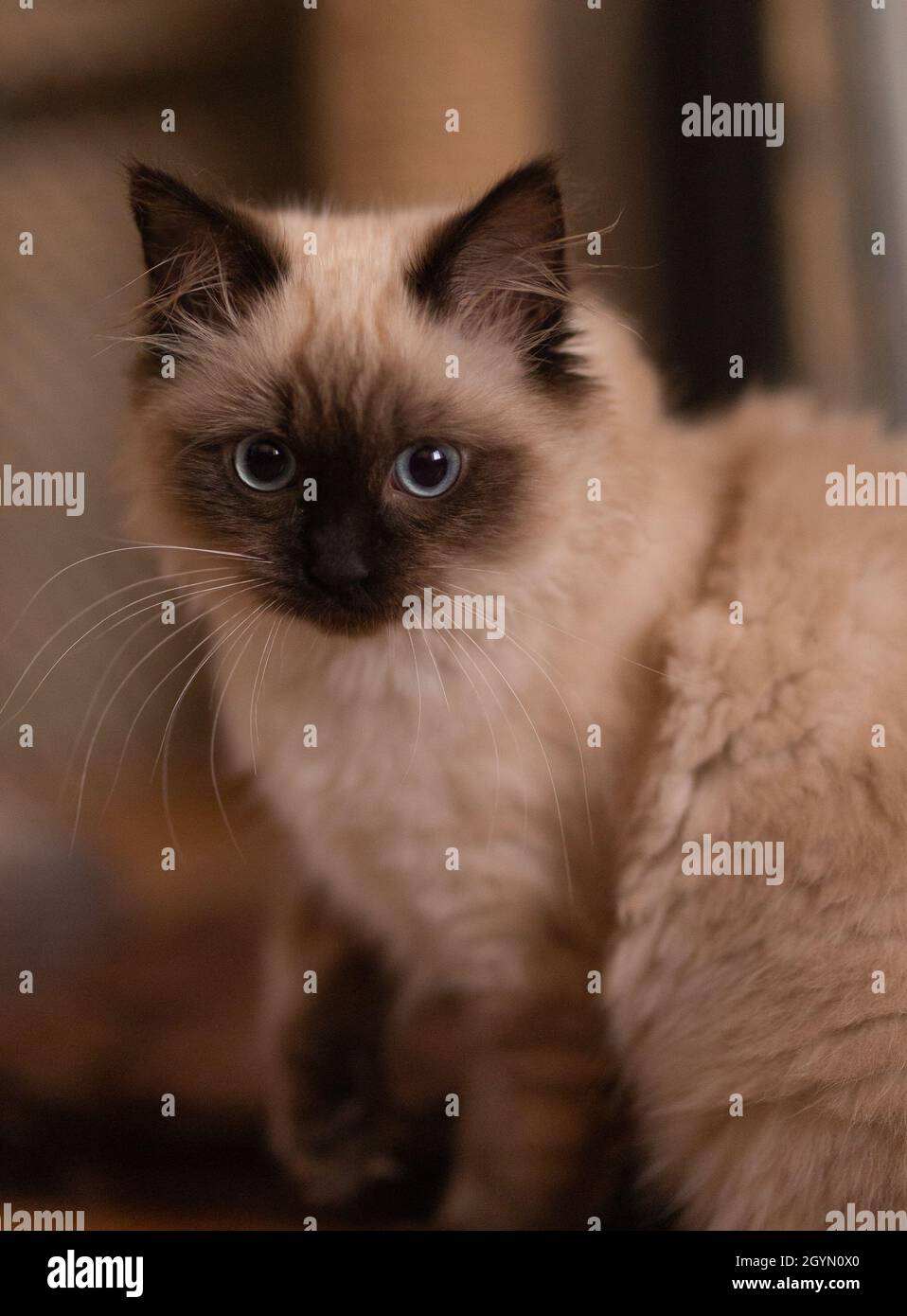 Portrait of an adorable Birman kitty with deep blue eyes and a silky ...