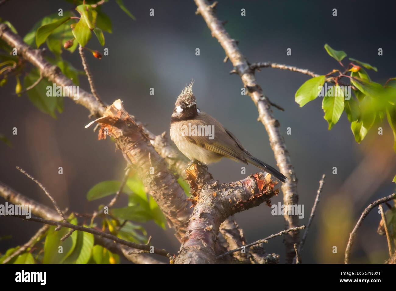 Himalayan bulbul, Pycnonotus leucogenys, India Stock Photo - Alamy