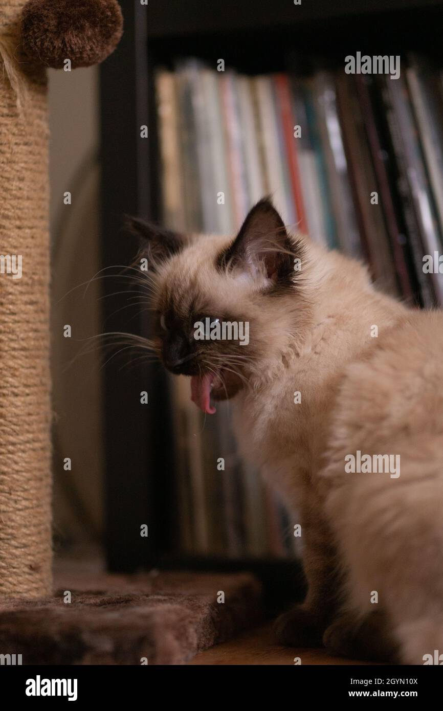 Closeup of an angry Birman cat with an open mouth Stock Photo - Alamy