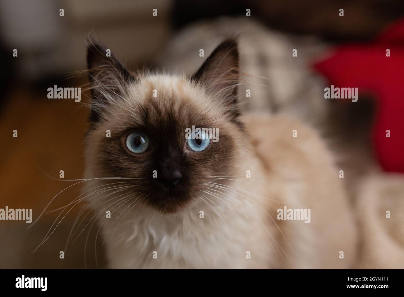 Closeup of an adorable Birman breed cat with big blue eyes Stock Photo ...