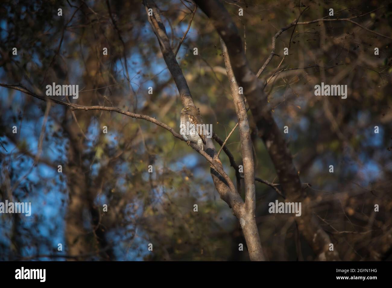 Tiger claw tree hi-res stock photography and images - Alamy