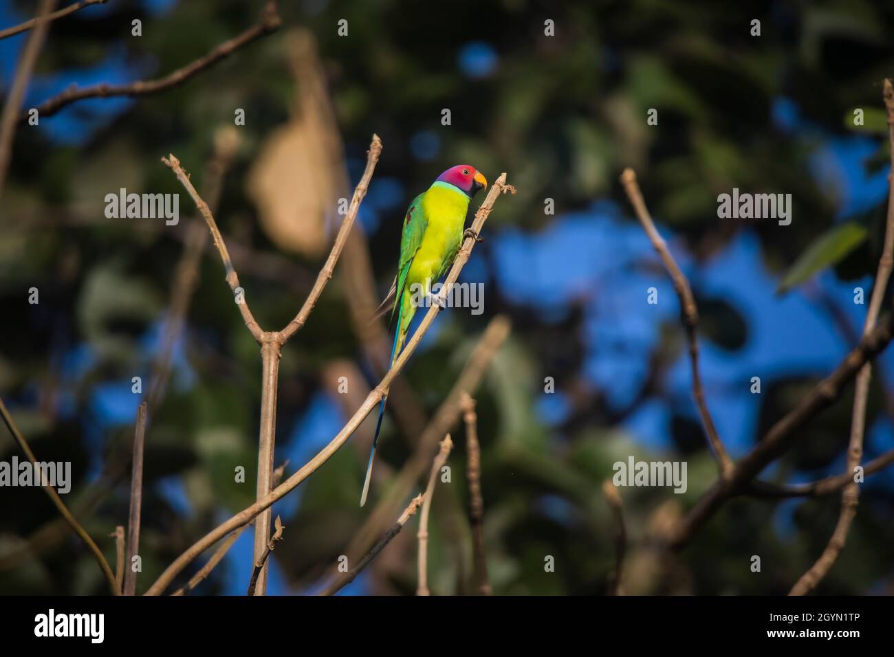 Plum-headed Parakeet, Psittacula cyanocephala, Parrot, bird, Parakeet ...