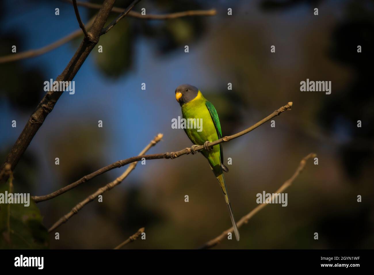 Plum-headed Parakeet, Psittacula cyanocephala, Parrot, bird, Parakeet ...