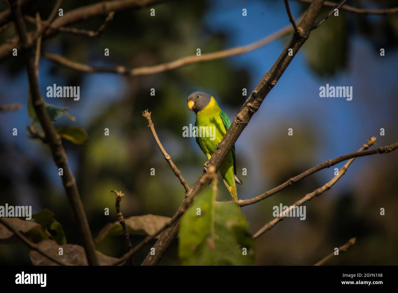 Plum-headed Parakeet, Psittacula cyanocephala, Parrot, bird, Parakeet ...
