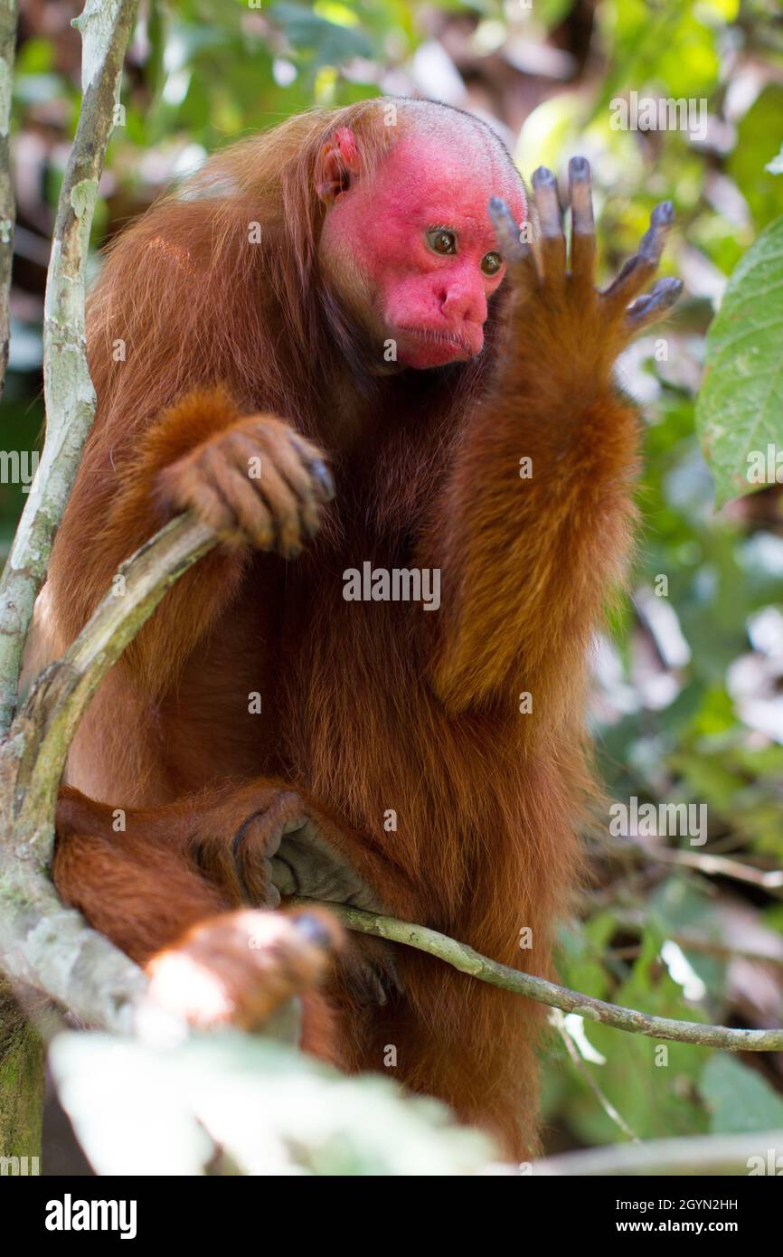 Uakari monkey hi-res stock photography and images - Alamy