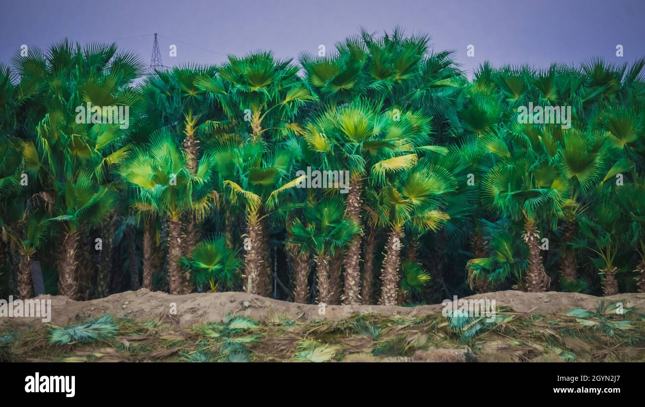 Palm tree farm in Riyadh Saudi Arabia Stock Photo - Alamy