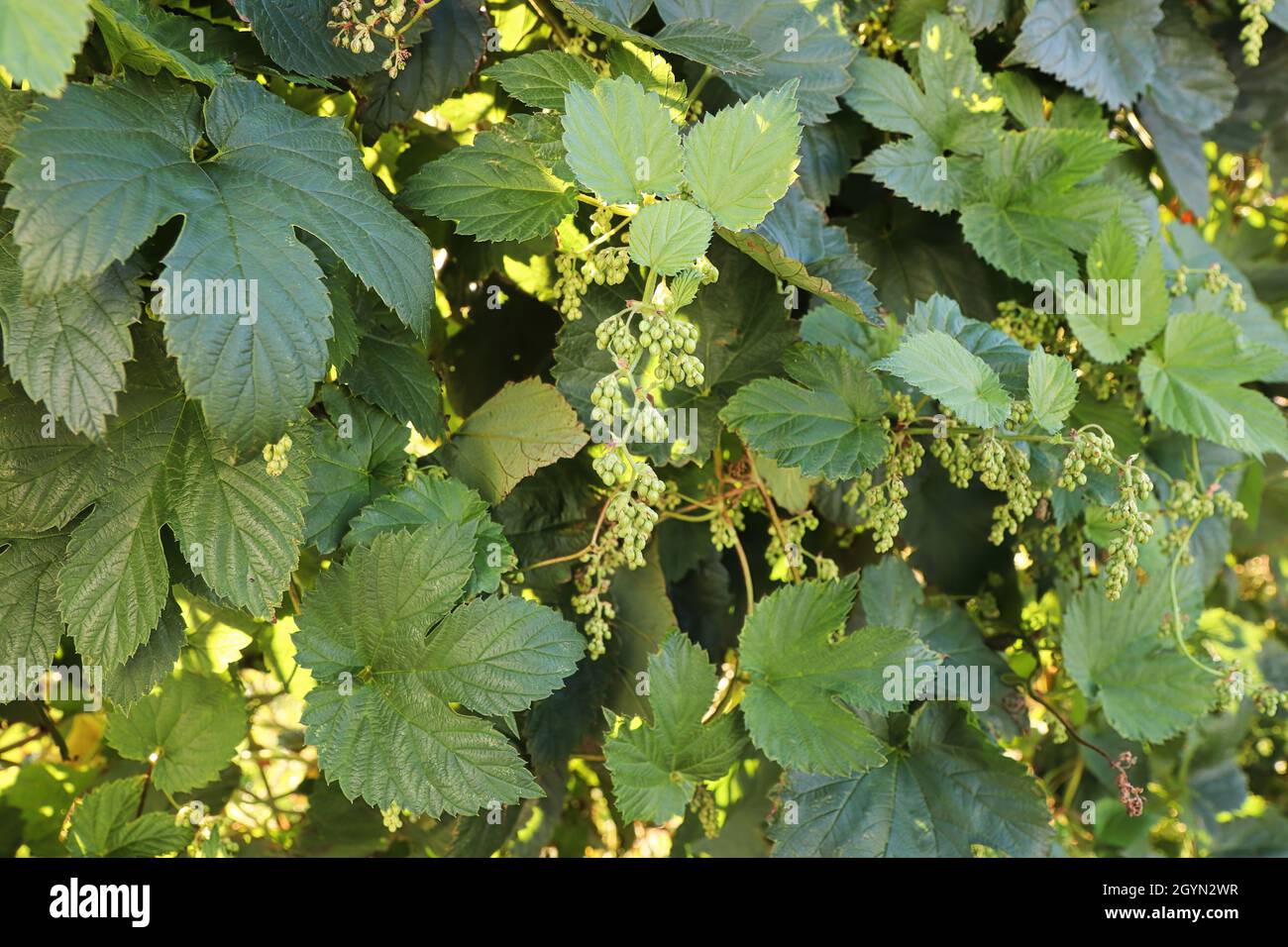 Leaves flowers common hop hi-res stock photography and images - Alamy