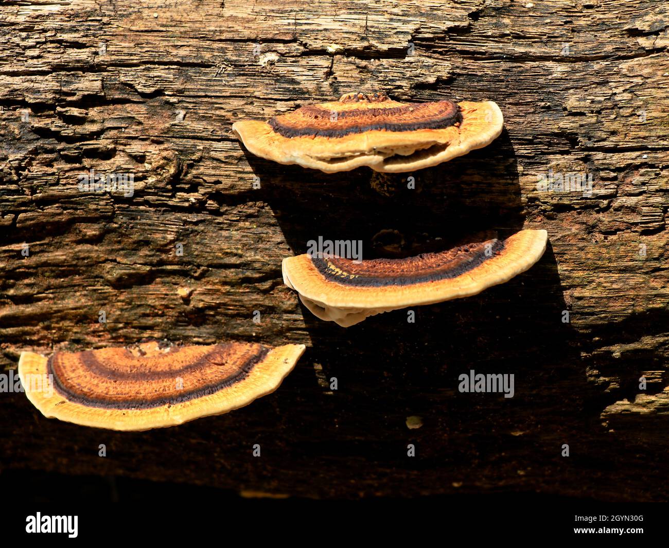 Closeup shot of a multi-colored mushroom on a decaying coconut trunk in ...