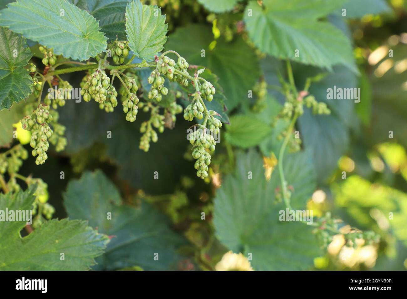 View of hop buds and leaves on a vine Stock Photo - Alamy