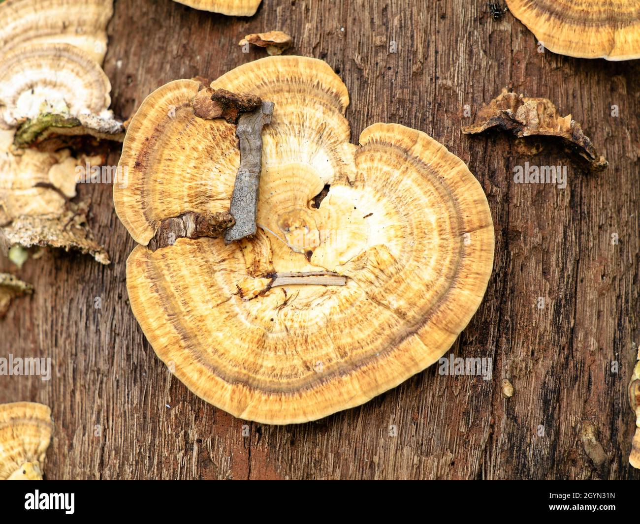 Decaying coconut hi-res stock photography and images - Alamy