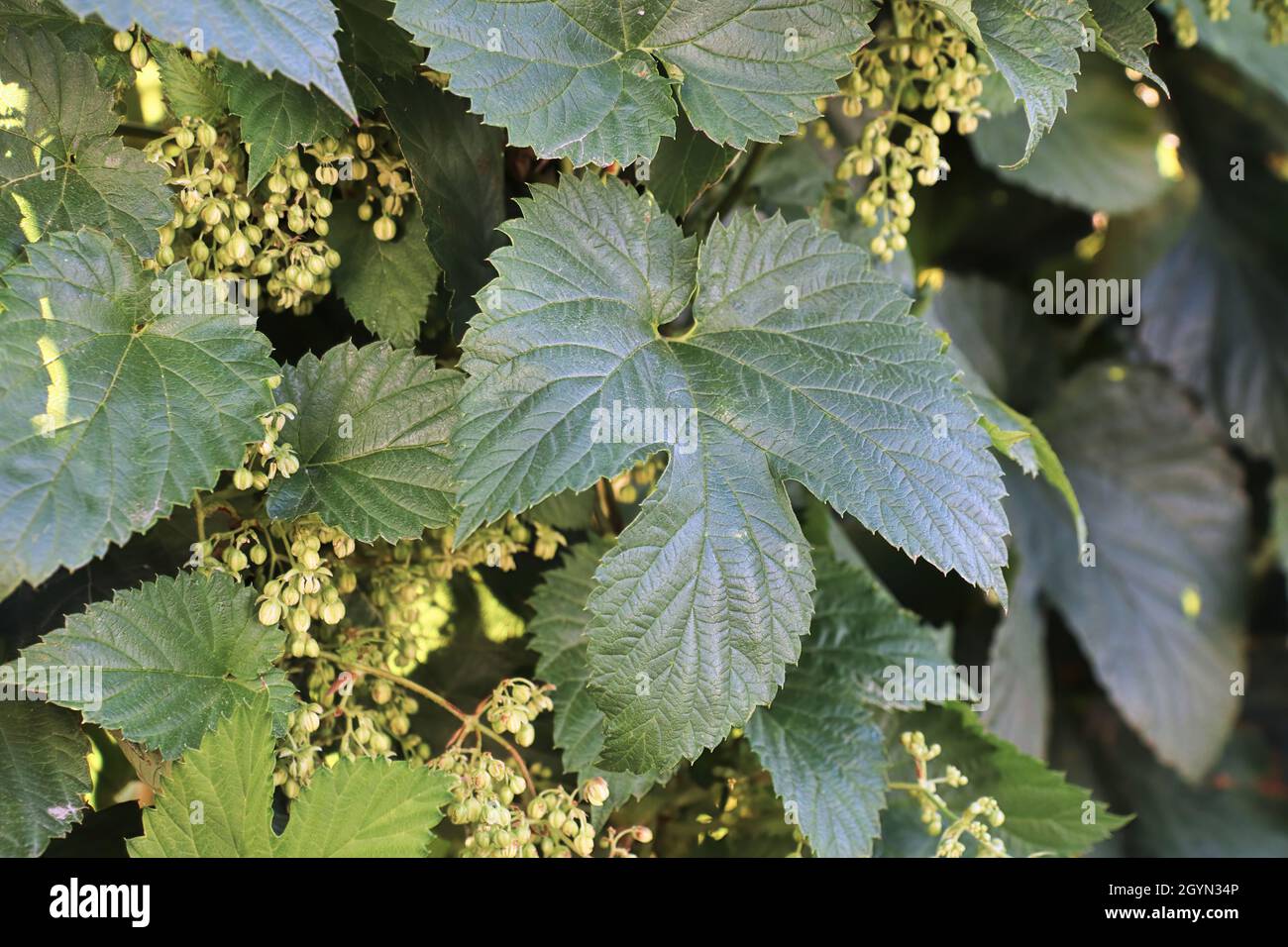 View of hop buds and leaves on a vine Stock Photo - Alamy