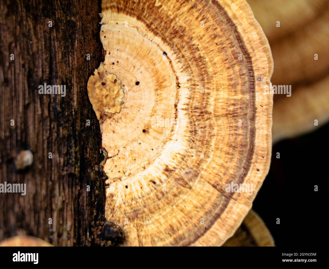 Colored mushroom or conk on a decaying coconut trunk, parasitic ...