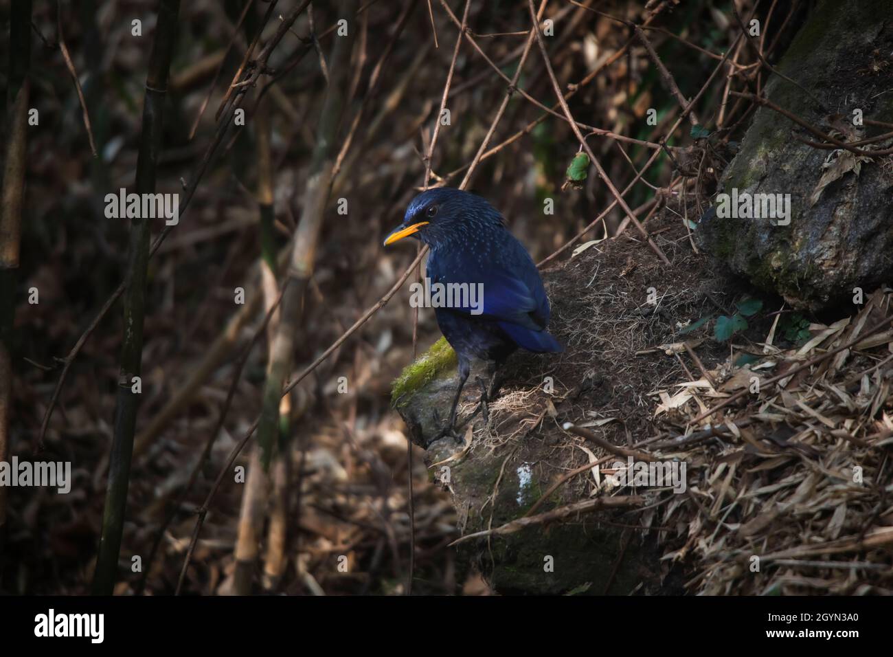 Blue Whistling Thrush, Myophonus caeruleus, Uttarakhand, India Stock ...