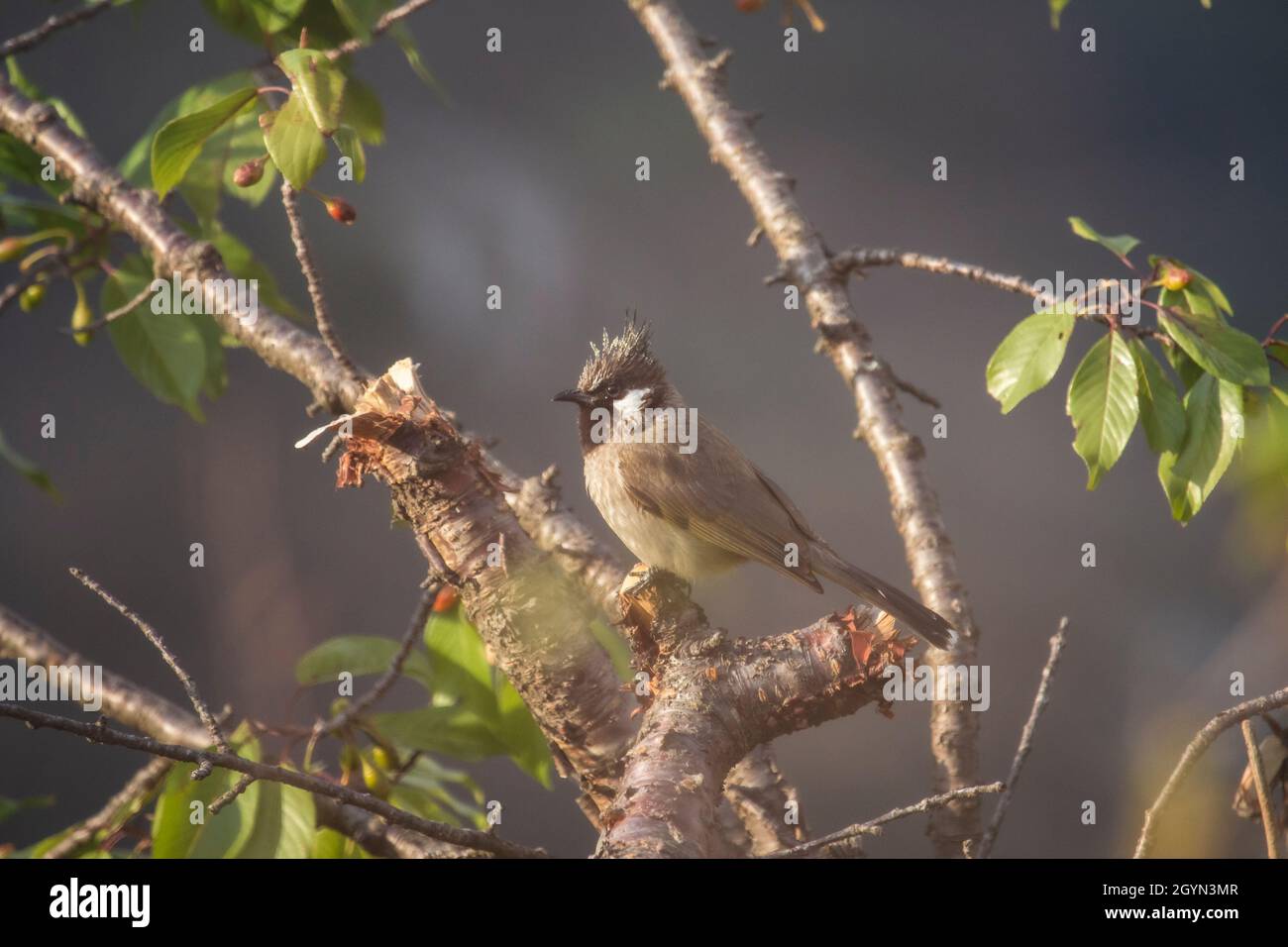Himalayan bulbul, Pycnonotus leucogenys, India Stock Photo - Alamy