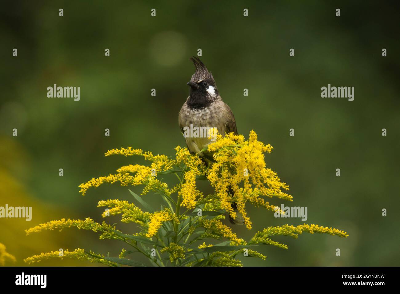 Himalayan bulbul, Pycnonotus leucogenys, India Stock Photo - Alamy