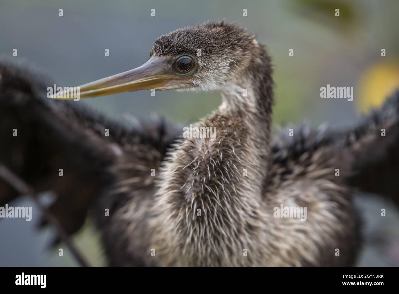 Great close up shot of a beautiful bird Stock Photo - Alamy