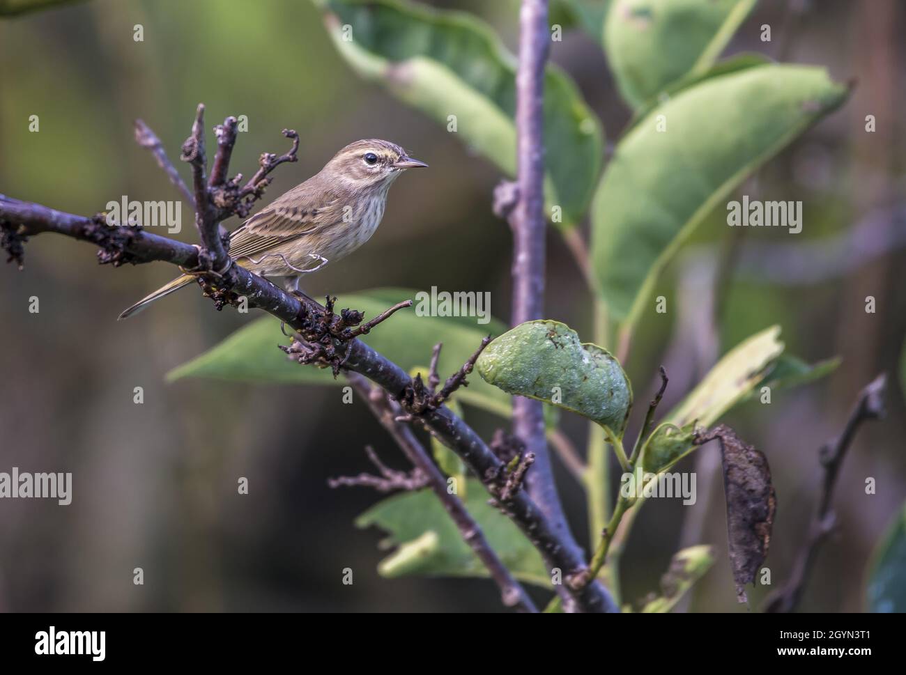 Great close up shot of a beautiful flycatcher bird Stock Photo - Alamy