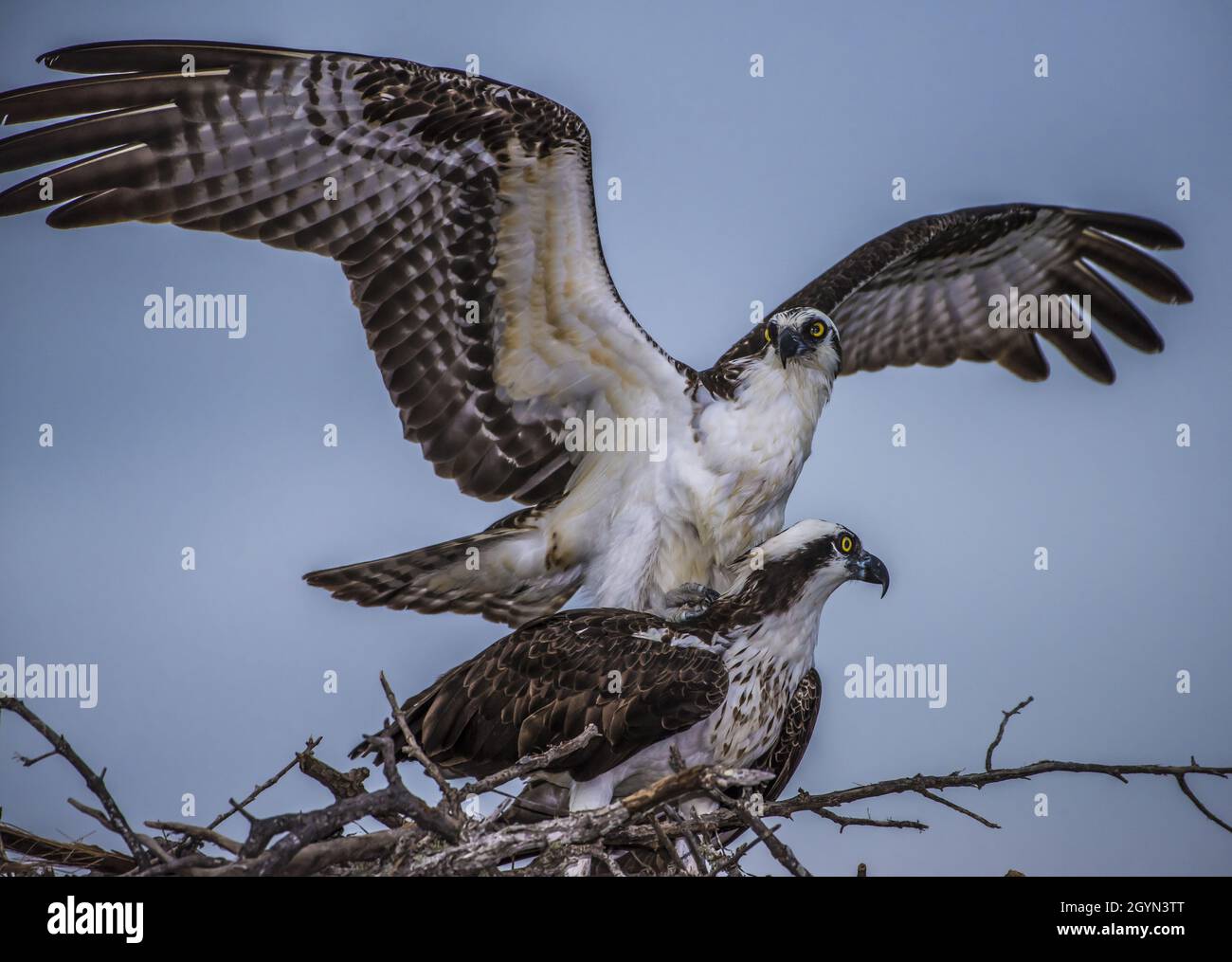 Two osprey hi-res stock photography and images - Alamy