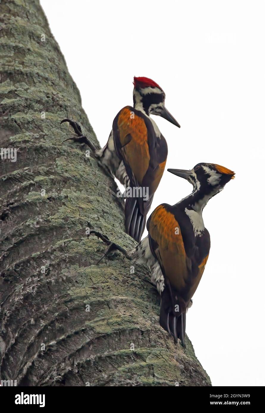 White-naped Woodpecker (Chrysocolaptes festivus tantus) pair on palm ...
