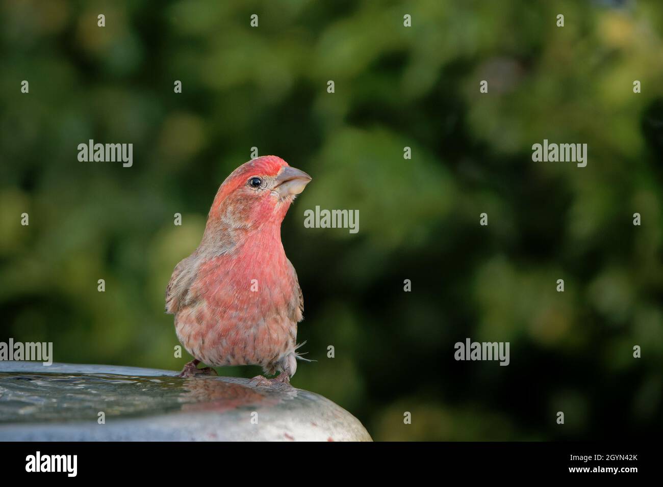 Closeup shot of a purple finch looking at the sky Stock Photo - Alamy
