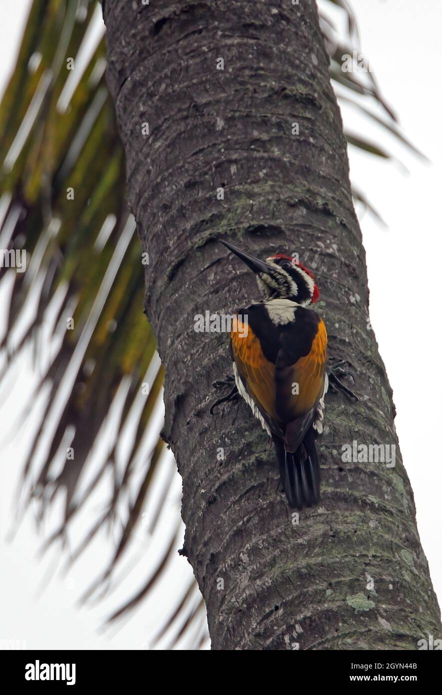 White-naped Woodpecker (Chrysocolaptes festivus tantus) adult male on ...