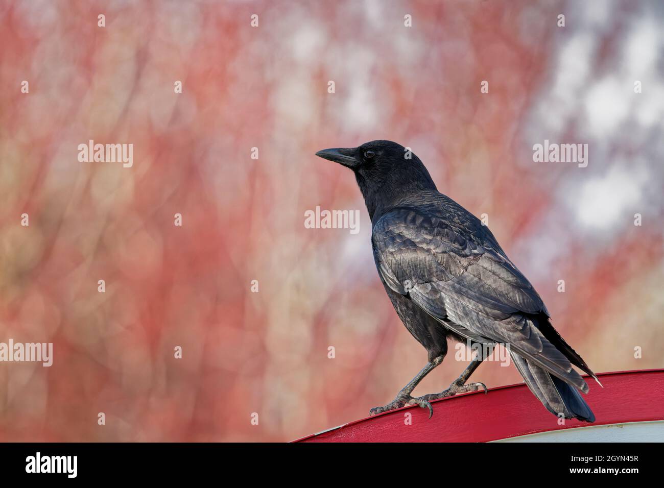 Corvus jamaincensis hi-res stock photography and images - Alamy