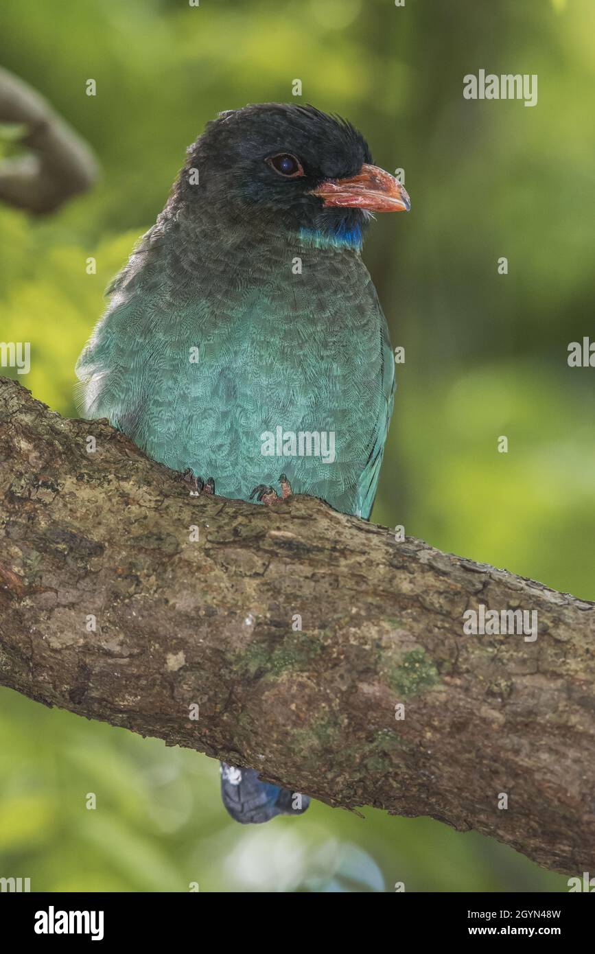 Great close up shot of a beautiful bird Stock Photo - Alamy