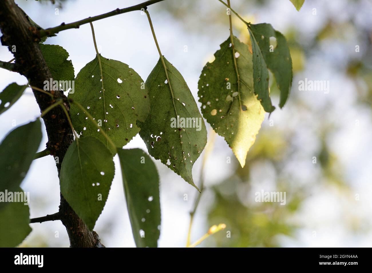 Animal that damages trees hi-res stock photography and images - Alamy