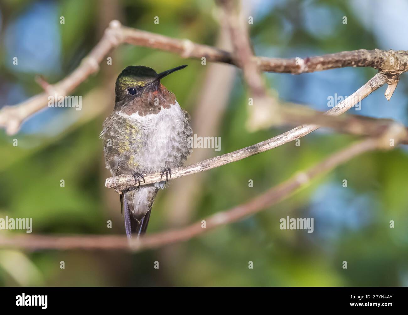 Beautiful shot small flock hi-res stock photography and images - Alamy