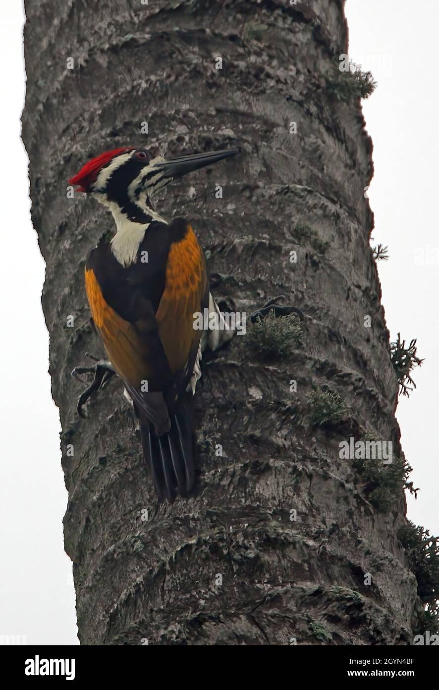 White-naped Woodpecker (Chrysocolaptes festivus tantus) adult male on ...