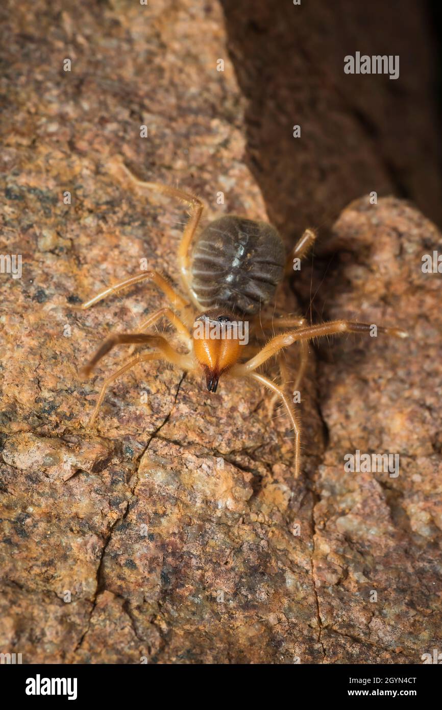 Solifuge, Sun spider, Galeodes granti, India Stock Photo - Alamy