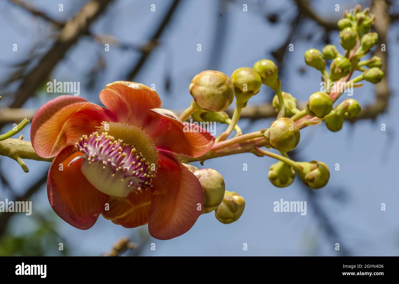 Curupita guiana hi-res stock photography and images - Alamy