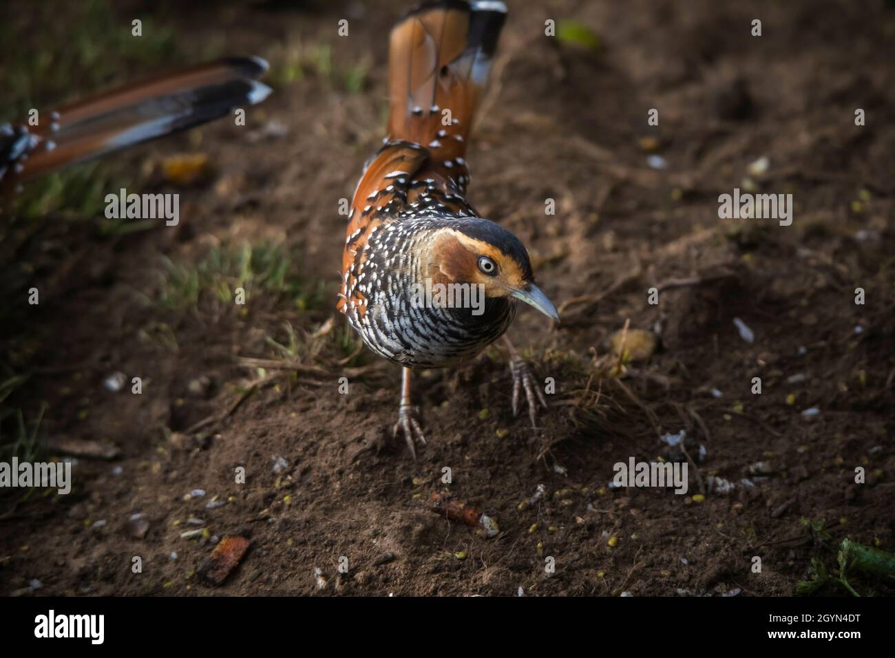 Spotted Laughingthrush, Ianthocincla ocellata, Nepal Stock Photo - Alamy