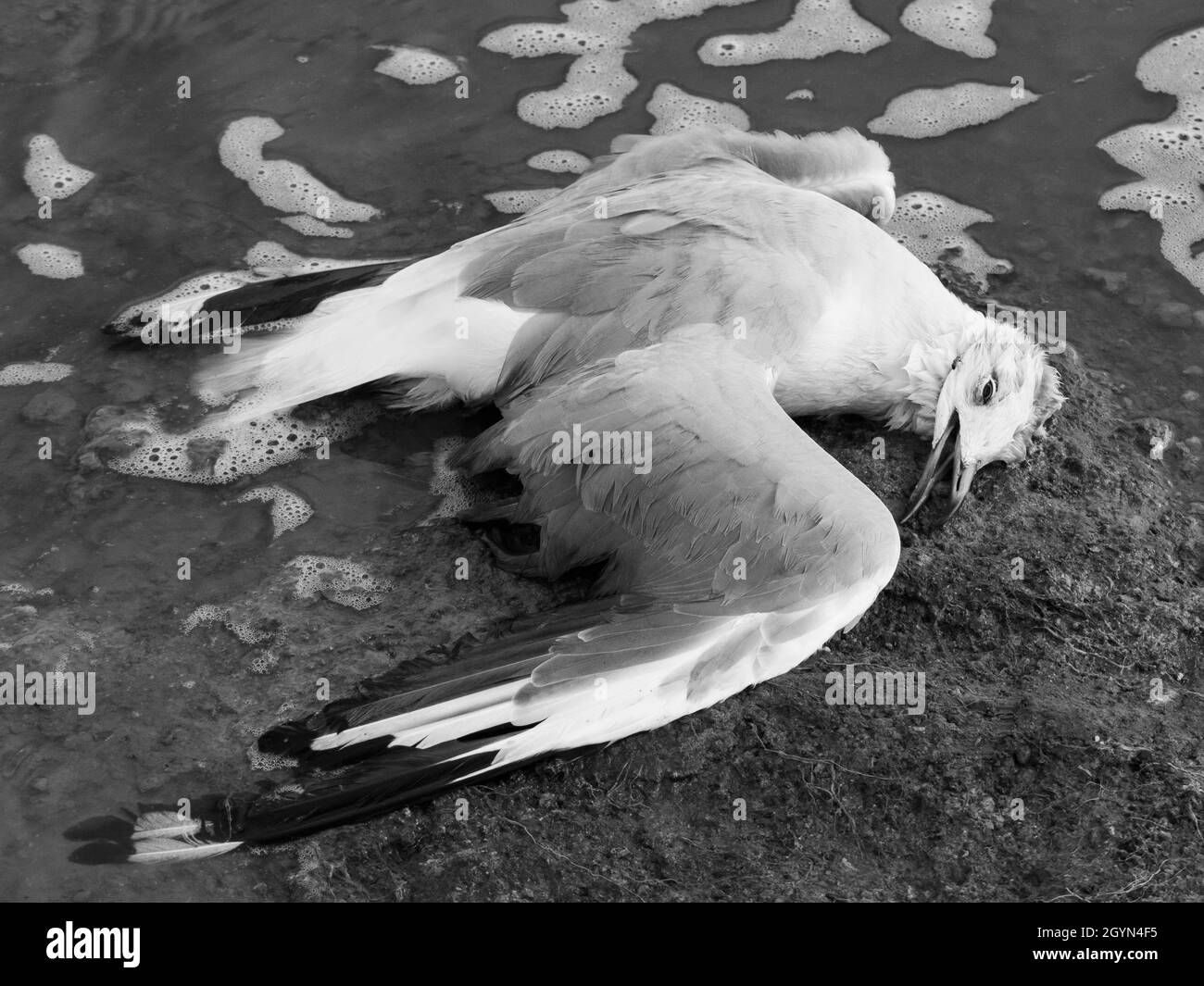 Dead dove Black and White Stock Photos & Images - Alamy