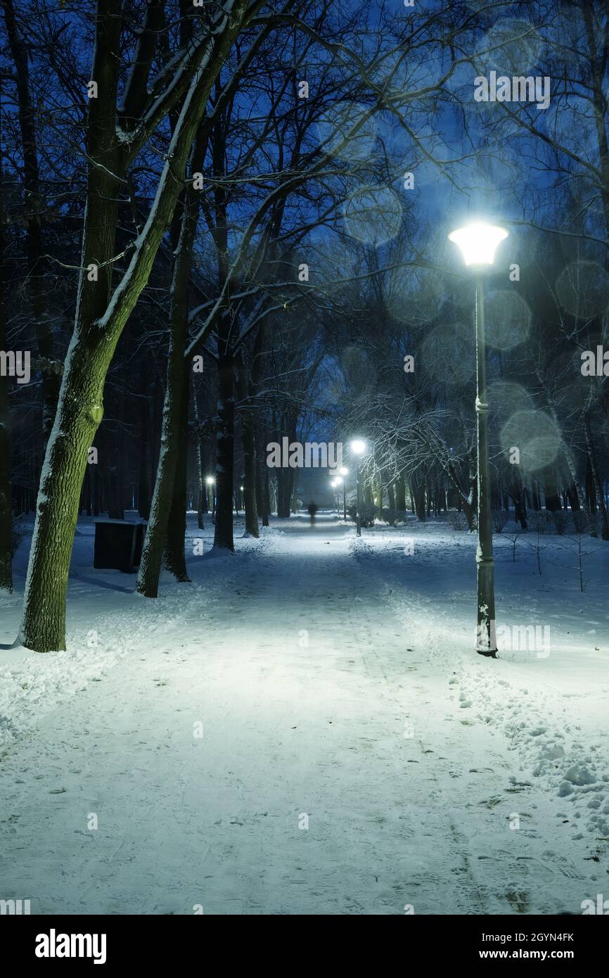 Night city winter park under snowfall with trees covered with frost and ...