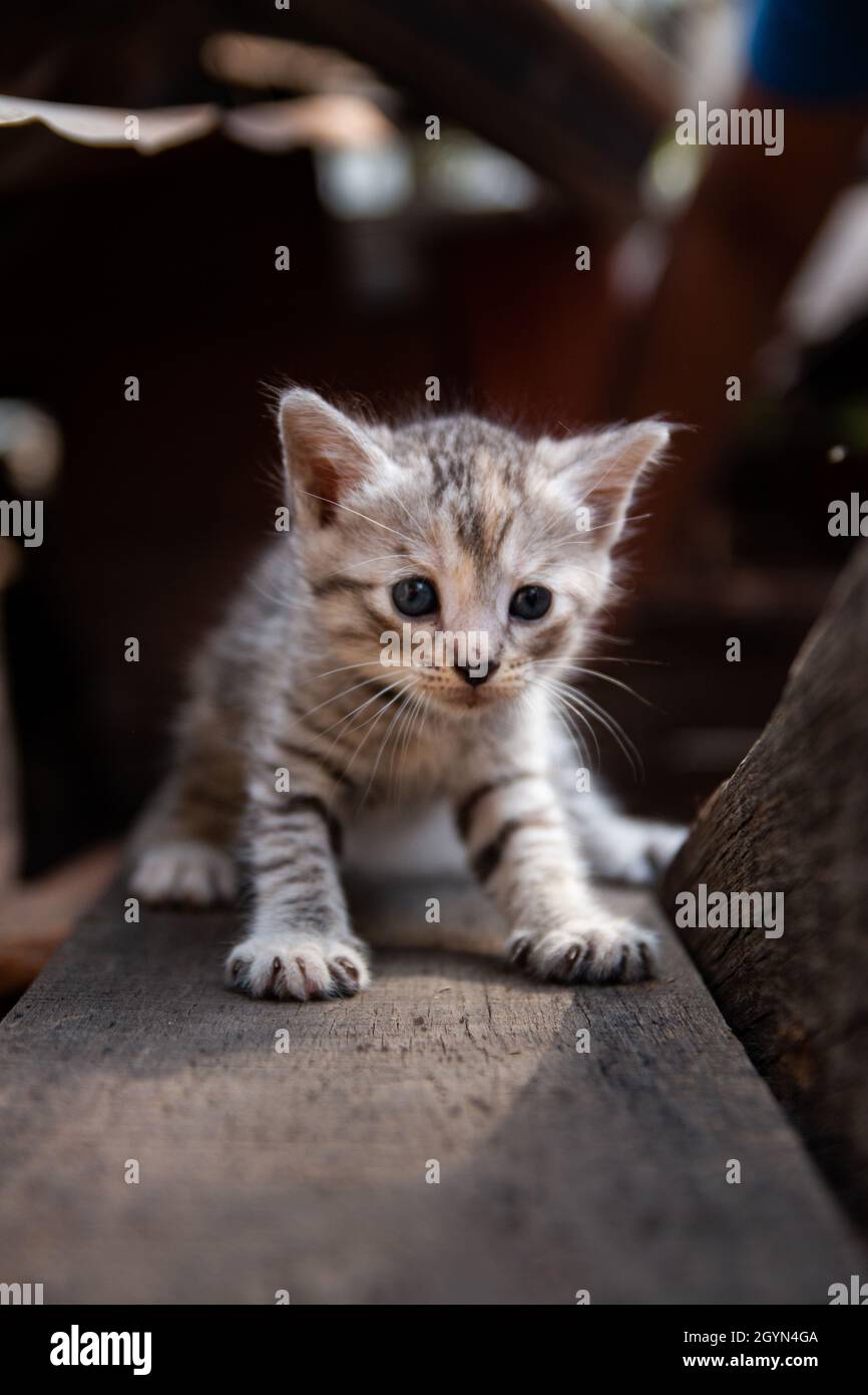 Vertical shot of a cute, very small kitty on the wooden bench looking ...