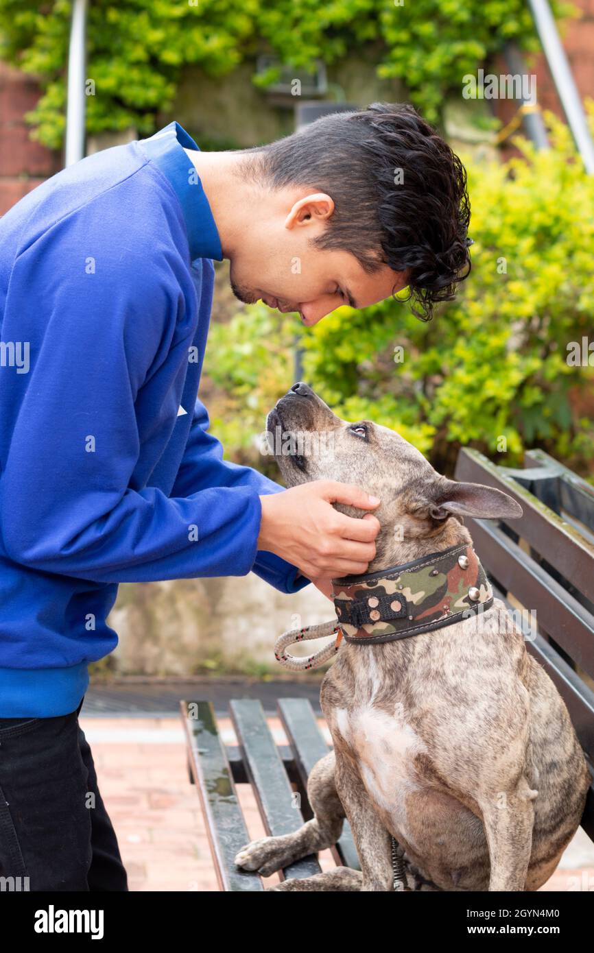 Man petting his cute pit bull dog. Wearing blue clothes on orange ...