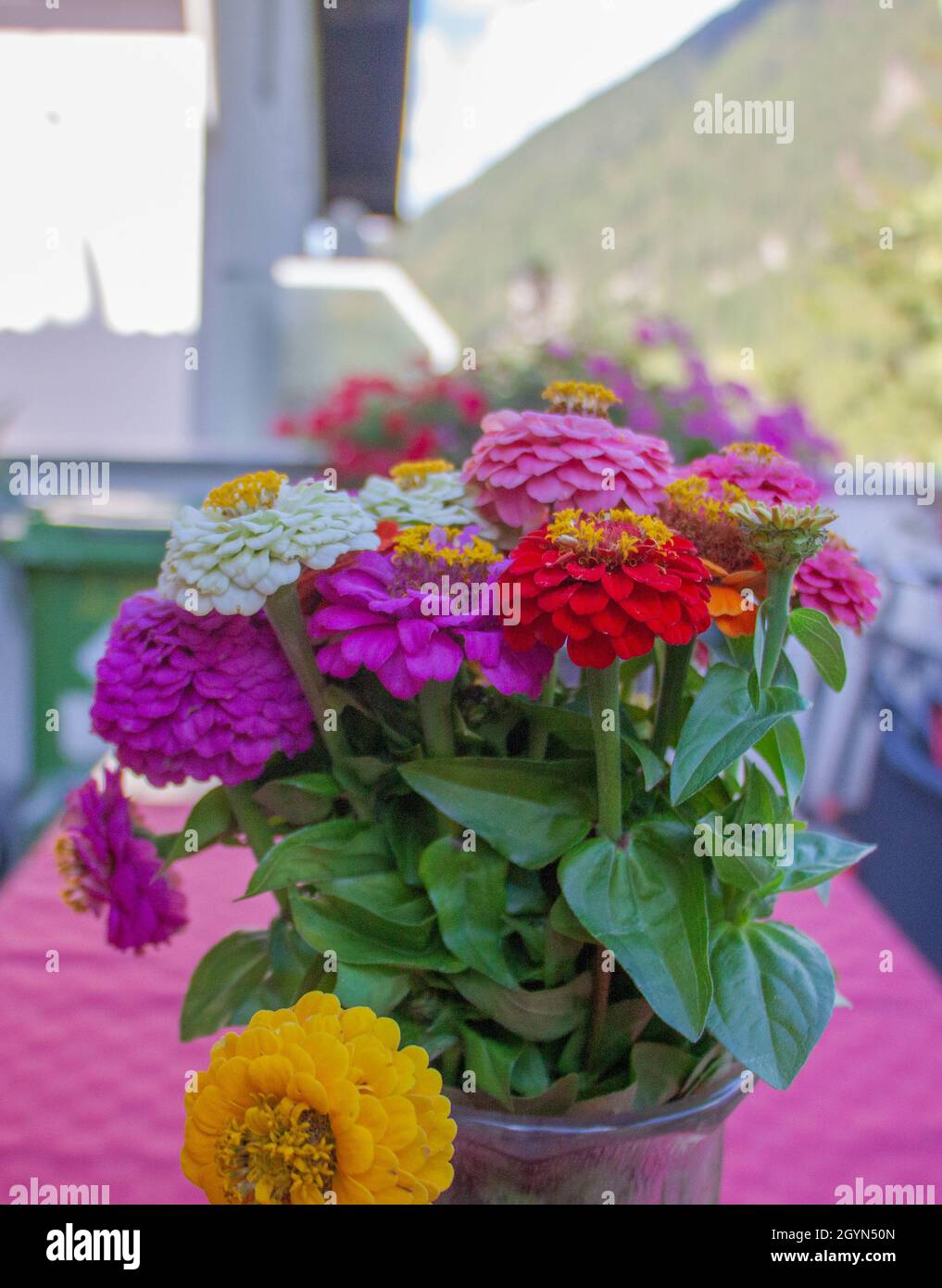 Bouquet of colorful common zinnia flowers in a vase Stock Photo - Alamy