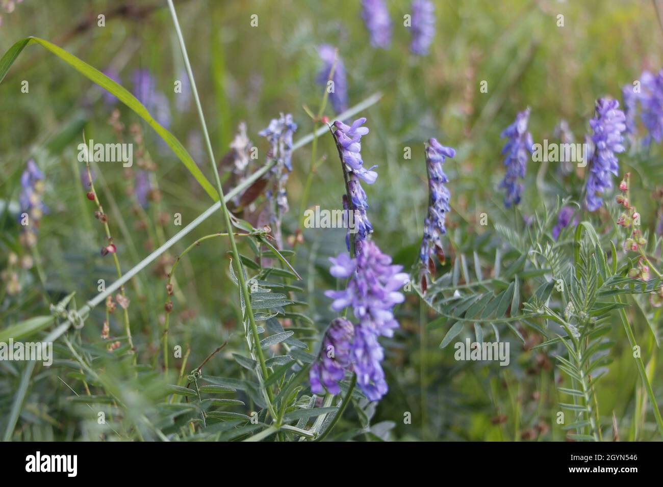 Closeup of tufted vetch flowers blooming in the mea Stock Photo - Alamy