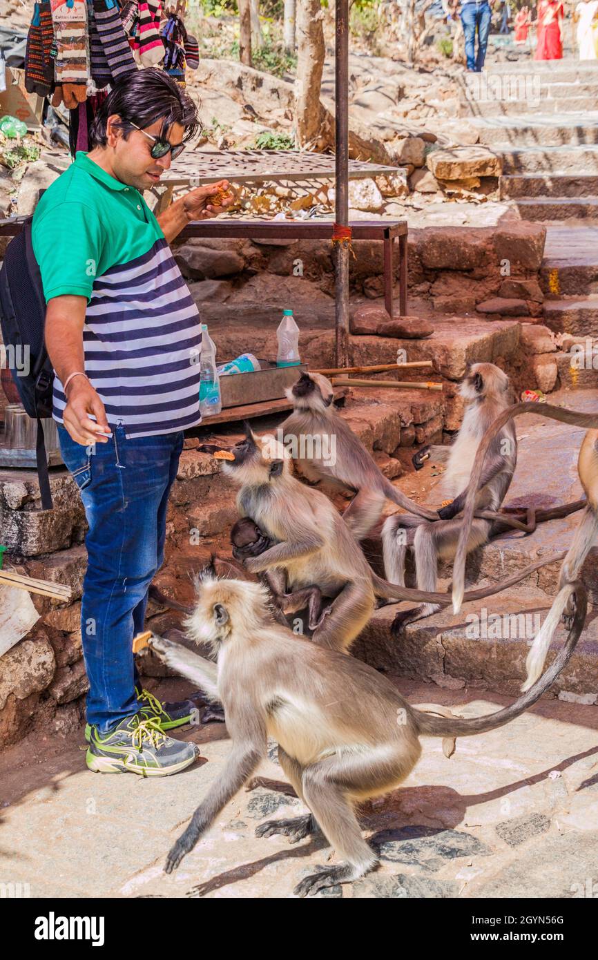JUNAGADH, INDIA - FEBRUARY 10, 2017: Man feeding langur monkeys with ...