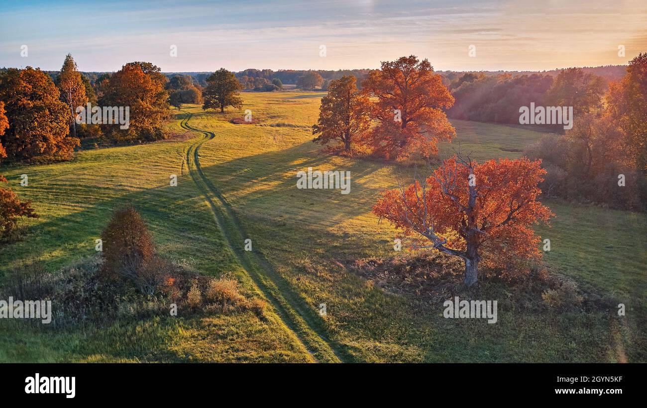 Aerial view of oak trees in autumn, shadow on meadow. Country road on ...