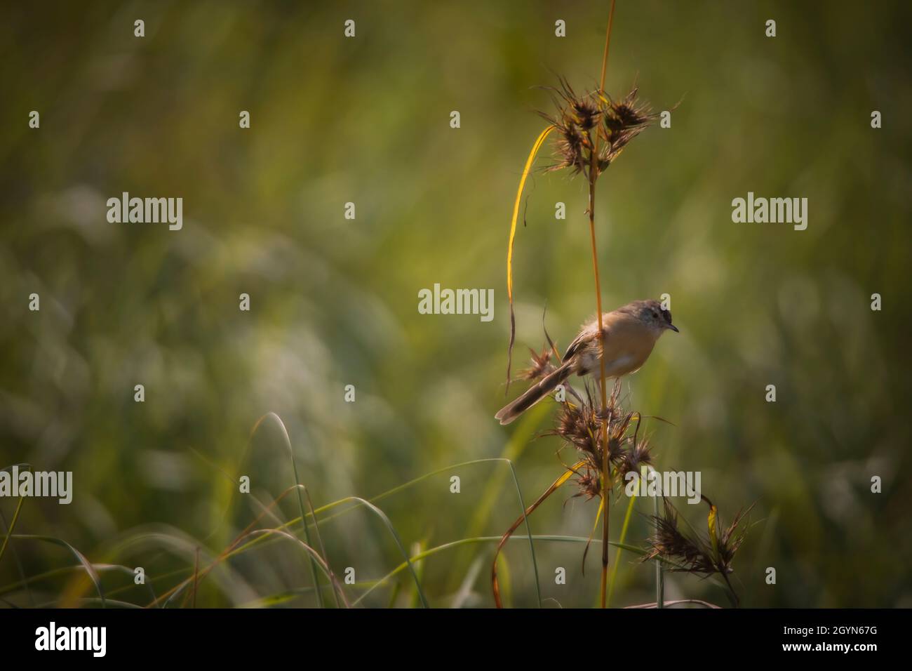 Plain Prinia, Prinia inornata, Madhya Pradesh, India Stock Photo - Alamy